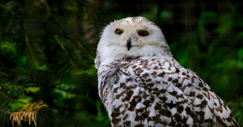 Our Whole Lives (OWL) is coming this fall! - Main Line Unitarian Church